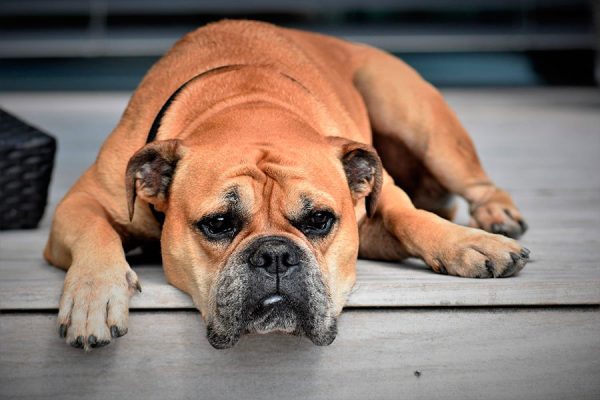 ¿Qué hacer si detectamos un bulto en un perro? | Clínica Argos