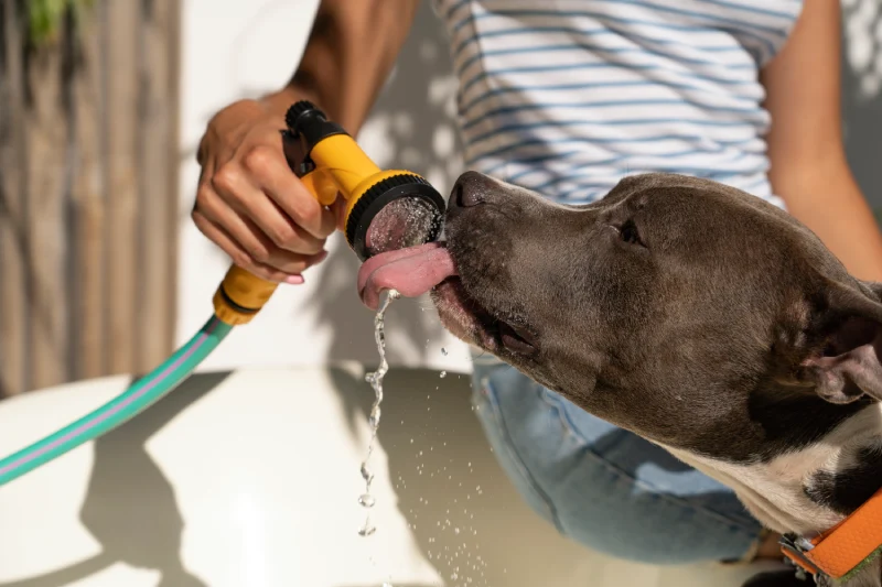Protege a tu perro del calor del verano | Clínica Argos