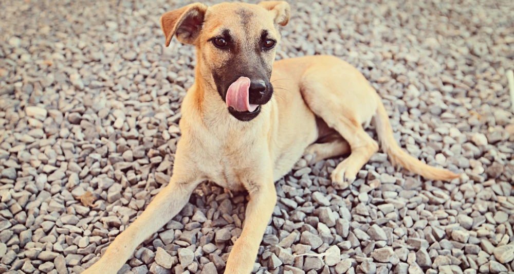 ¿Por qué mi perro come piedras? | Clínica Argos