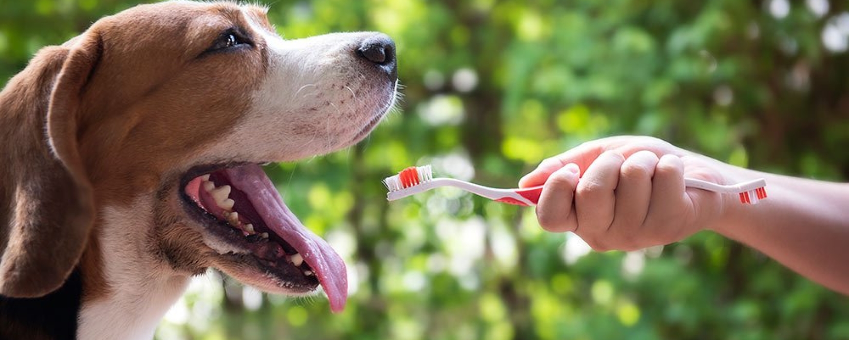 Cuidados de Mascotas archivos | Clínica Argos