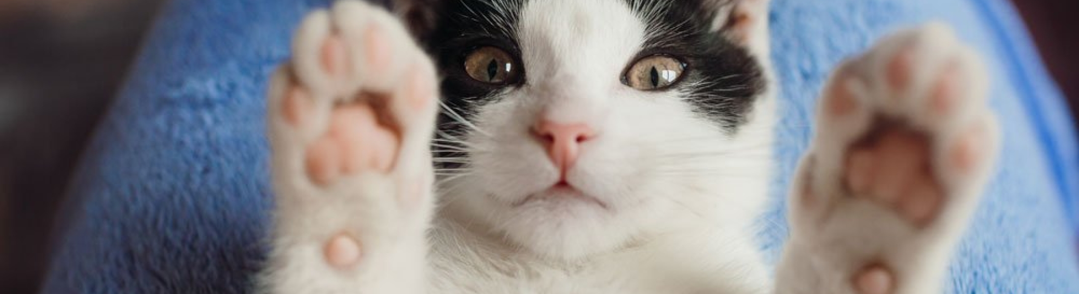 ¿Cómo detectar el estrés en tu gato? | Clínica Argos