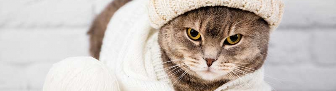 ¿Cómo afecta el frío del invierno a los perros y los gatos? | Clínica Argos