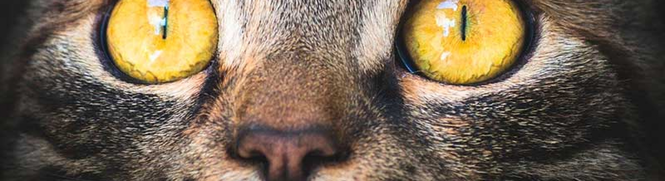 ¿Qué sabemos sobre el color de los ojos de los gatos? | Clínica Argos