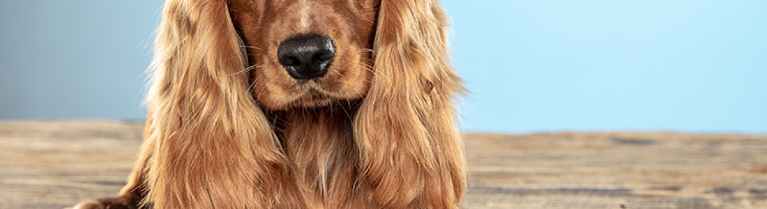 ¿Qué tipos de pelo de perro existen? | Clínica Argos