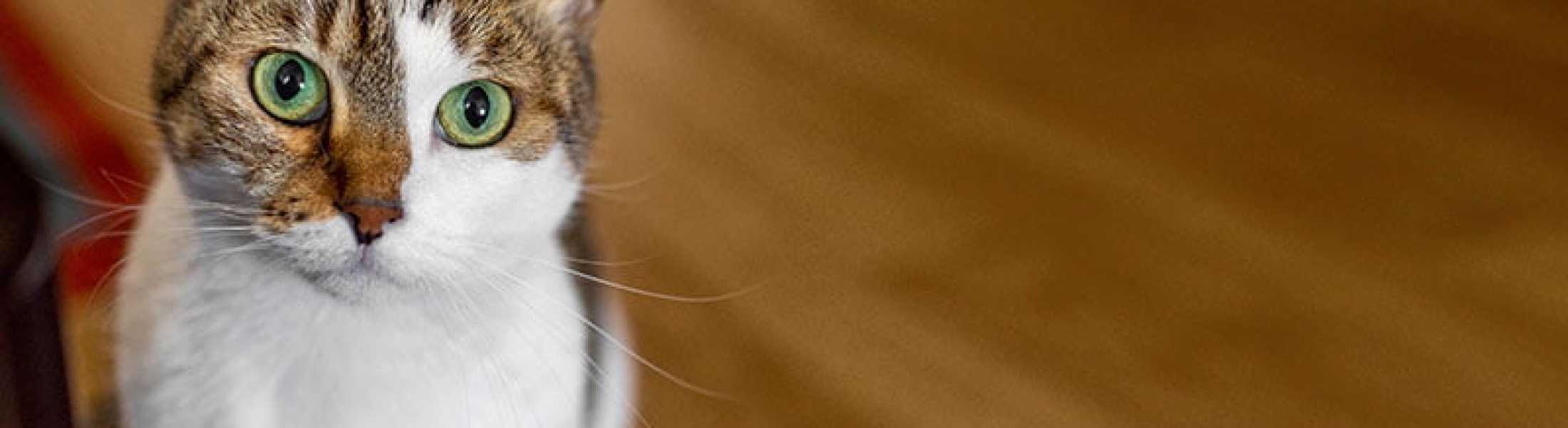 Peritonitis en gatos: causas y problemas asociados | Clínica Argos