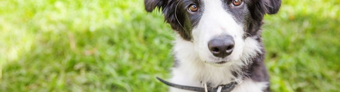 ¿Qué es la piometra en las hembras de perro? | Clínica Argos